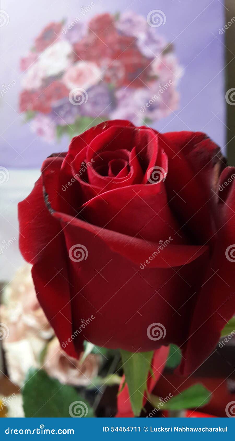 Red Rose and Roses in Canvas Stock Image - Image of canvas, roses: 54464711