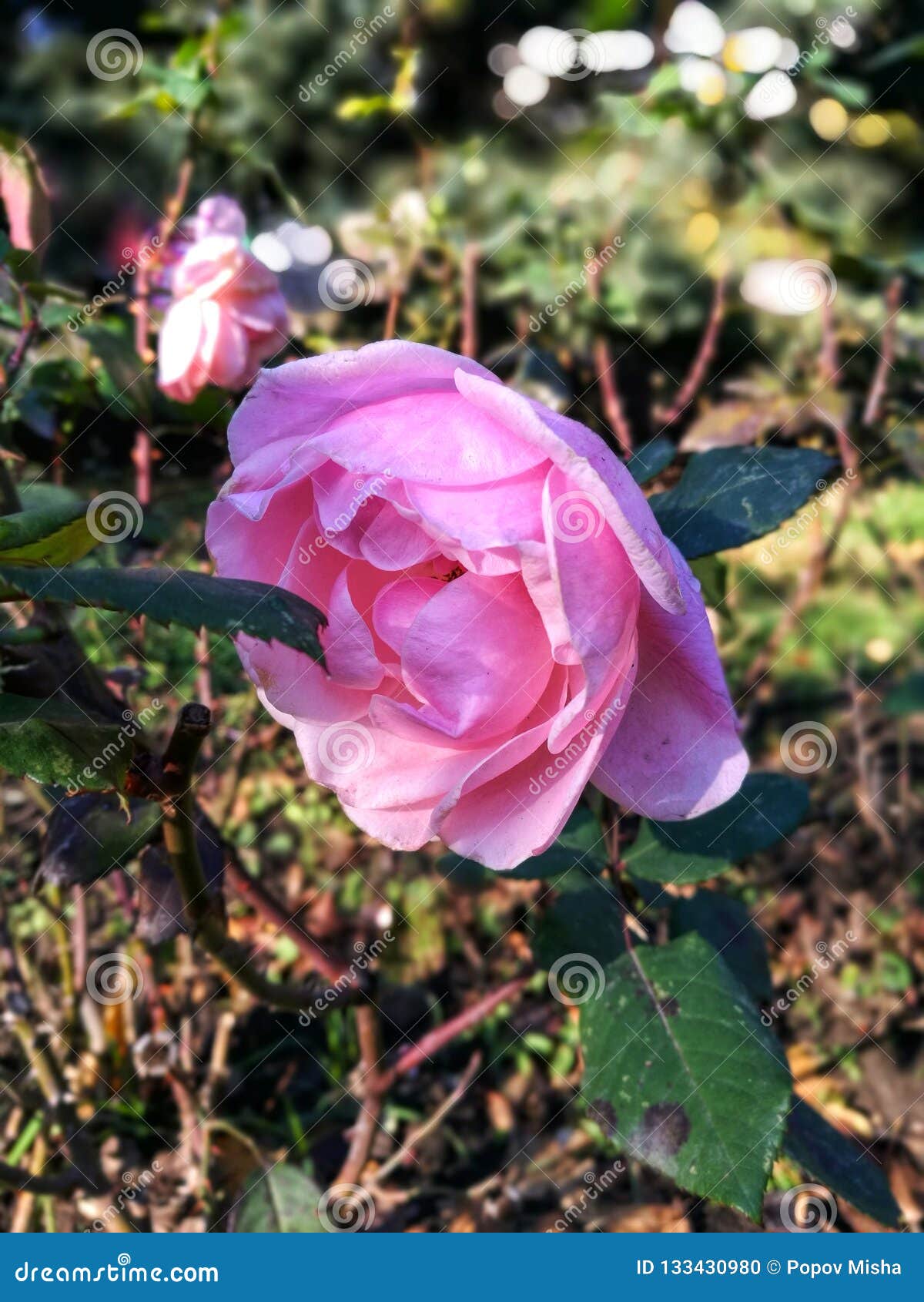 Red rose stock photo. Image of krasnodar, flower, russia - 133430980