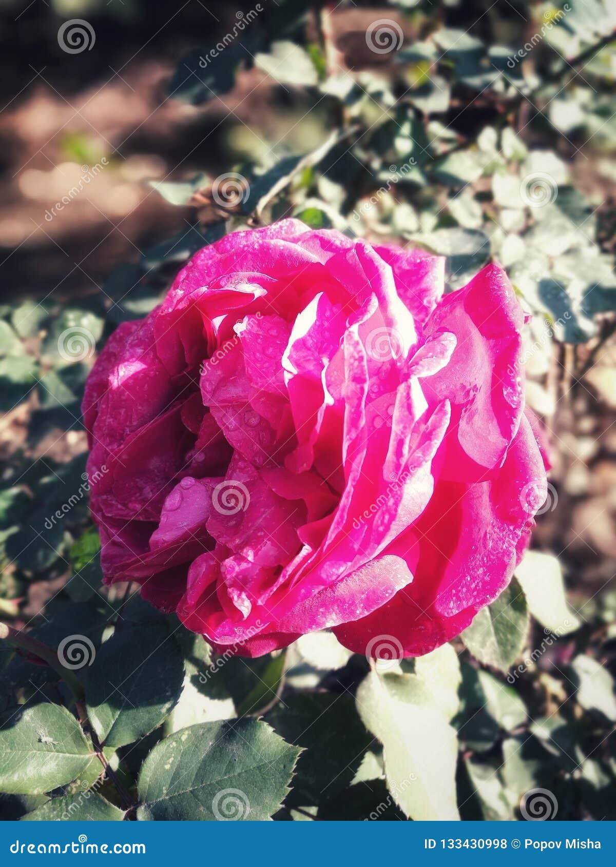 Red rose stock photo. Image of autmn, russia, krasnodar - 133430998