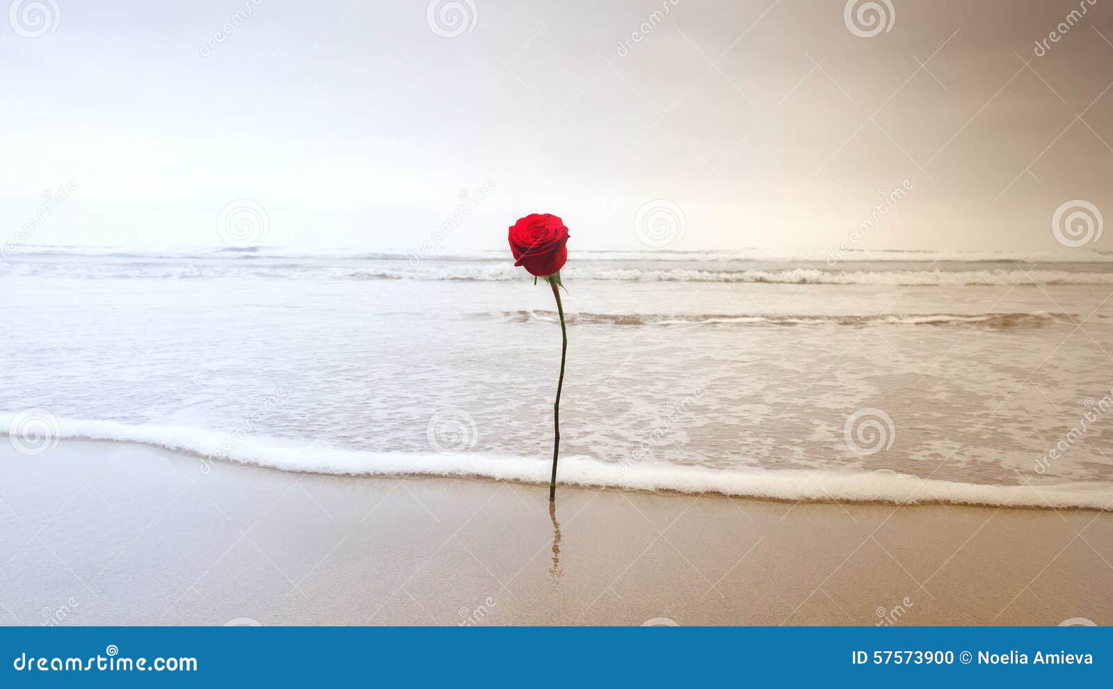 Red rose in the sand stock photo. Image of abstract, landscape - 57573900