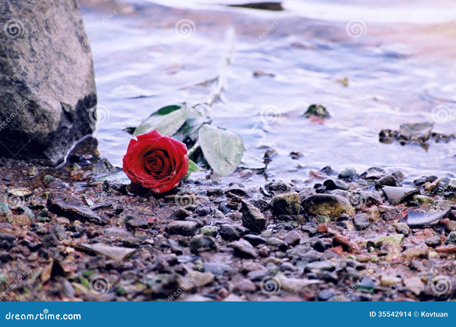 Red Rose in the Sand on the Shore Stock Photo - Image of beautiful ...