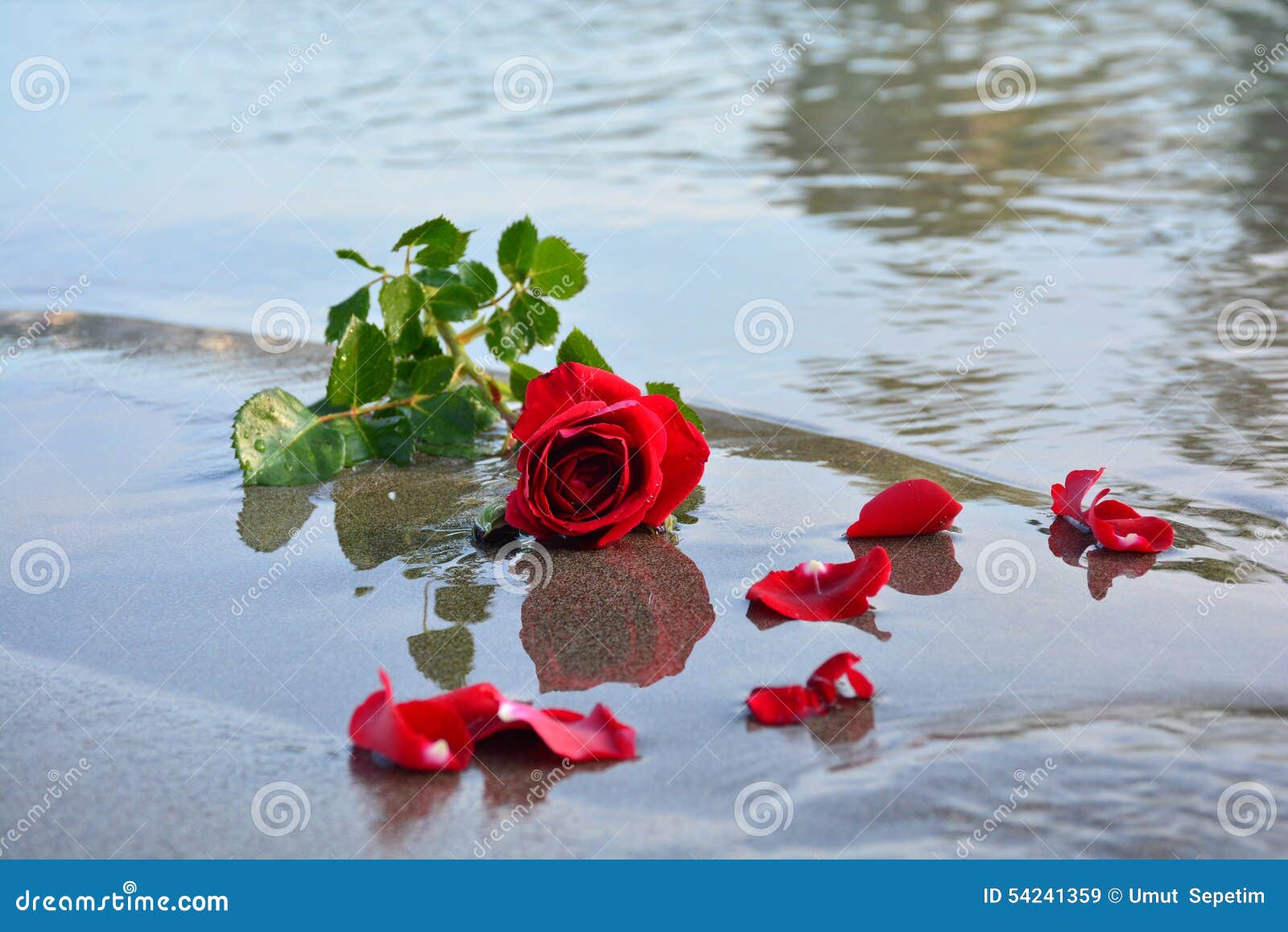 Red Rose on Sea stock image. Image of seaside, leaves - 54241359