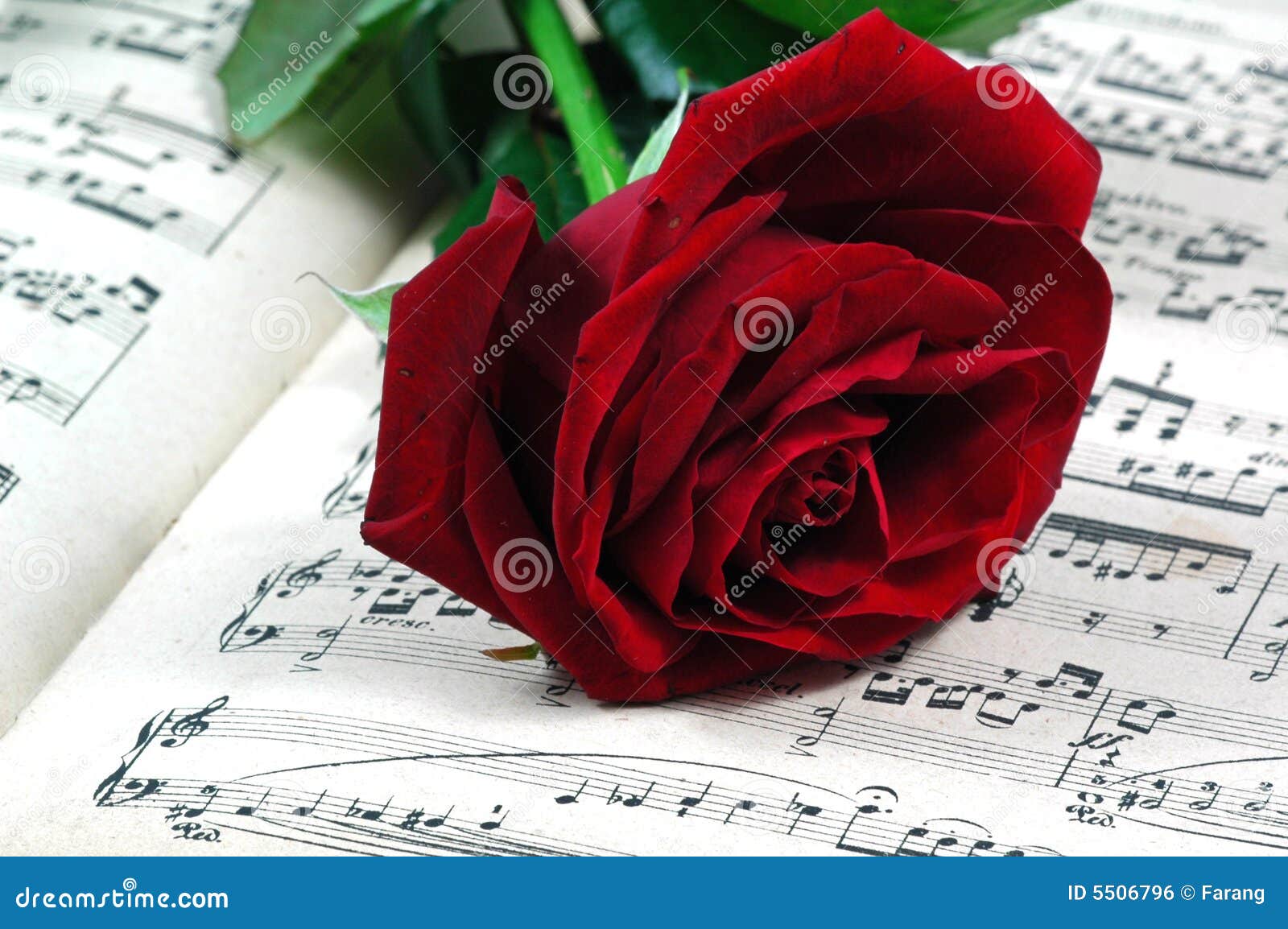Red rose and sheet music stock photo. Image of black, passion - 5506796