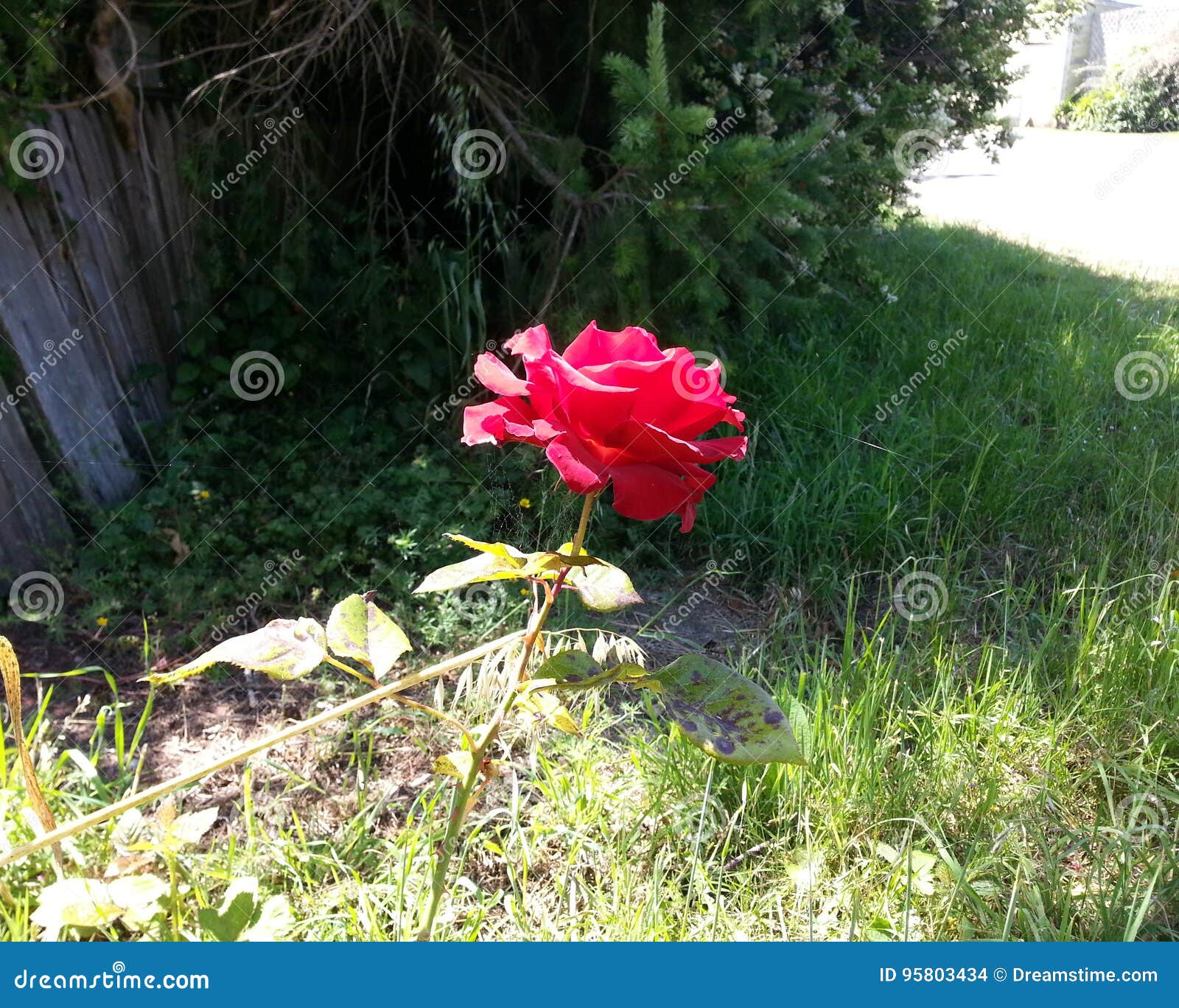Red Rose stock photo. Image of picturesque, lush, bright - 95803434