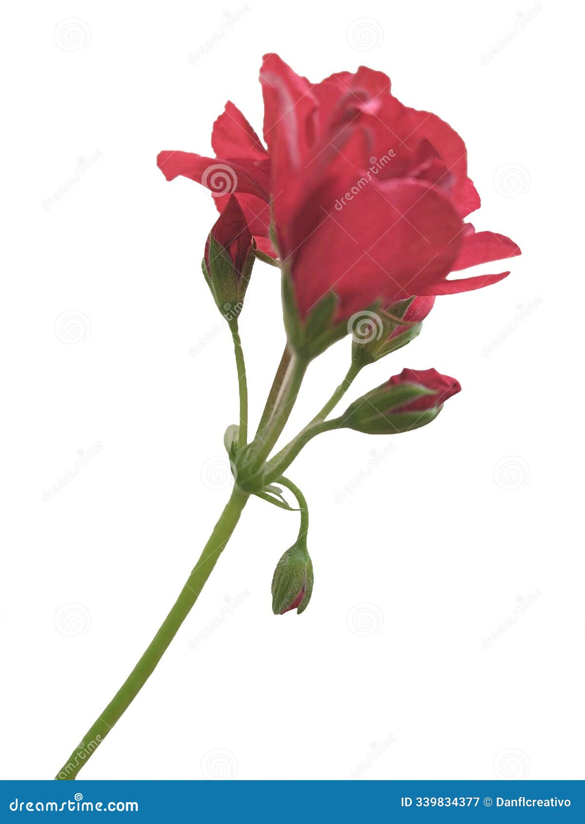 Red Rose Side View Isolated Photo Stock Illustration - Illustration of ...