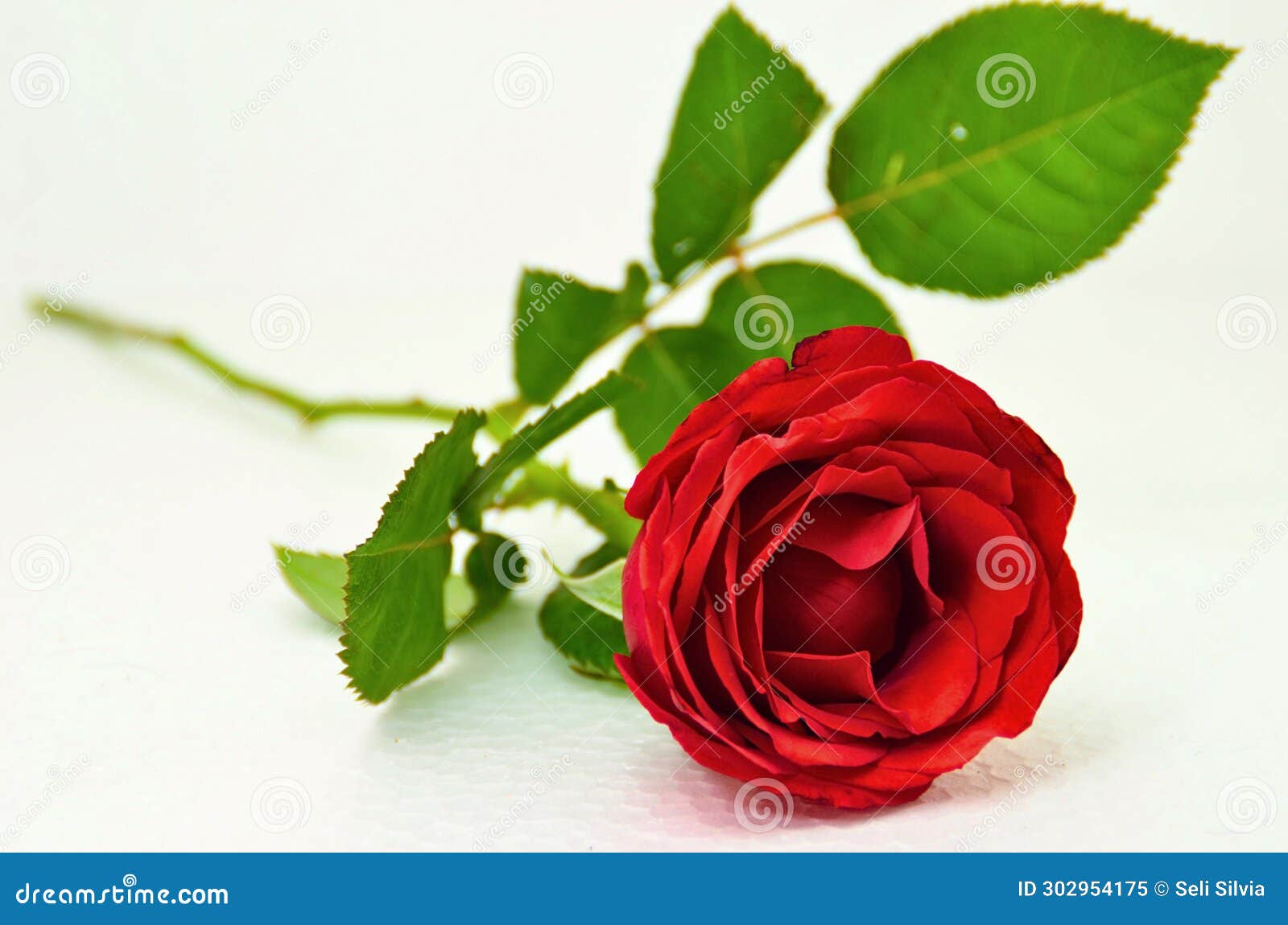 Red rose is a sign of love stock image. Image of rose - 302954175