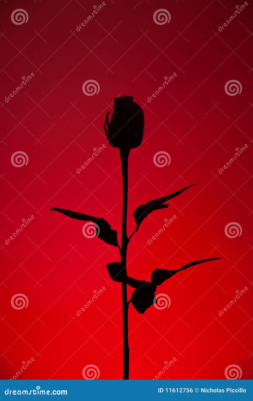 Red Rose Silhouette stock photo. Image of holiday, love - 11612756