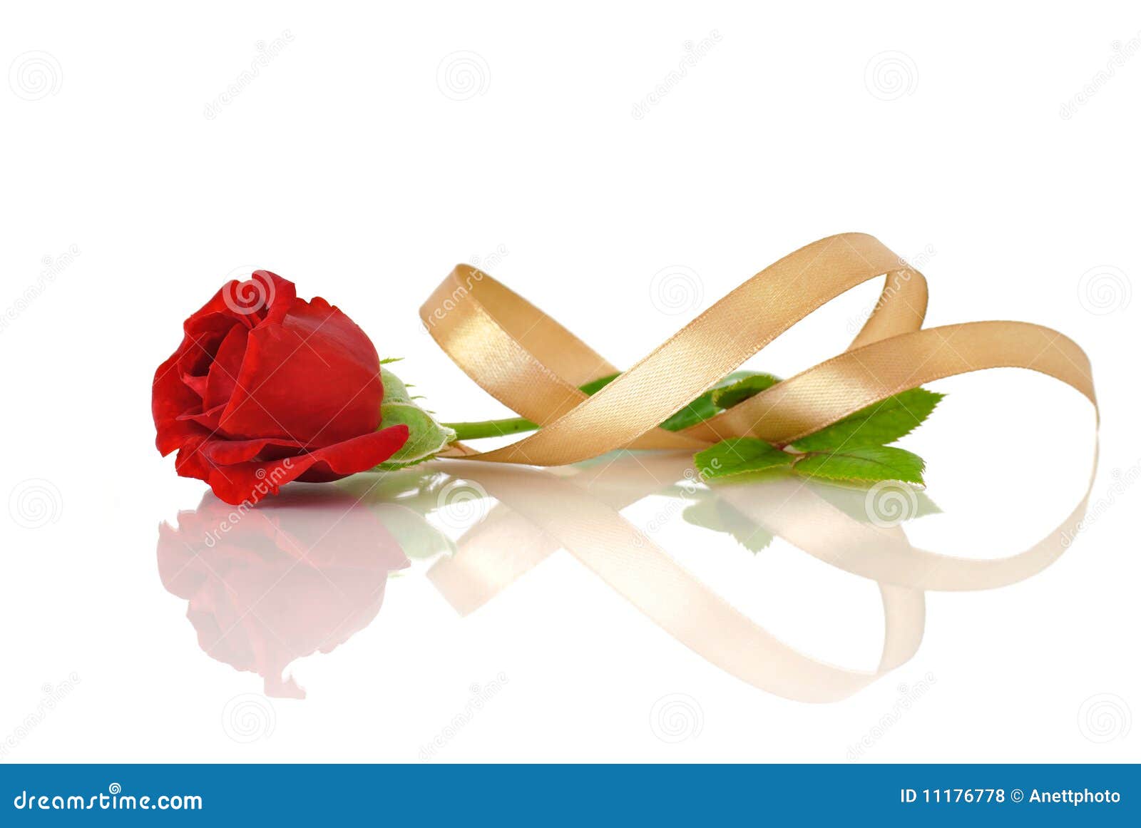 Red rose with silk ribbon stock photo. Image of holiday - 11176778