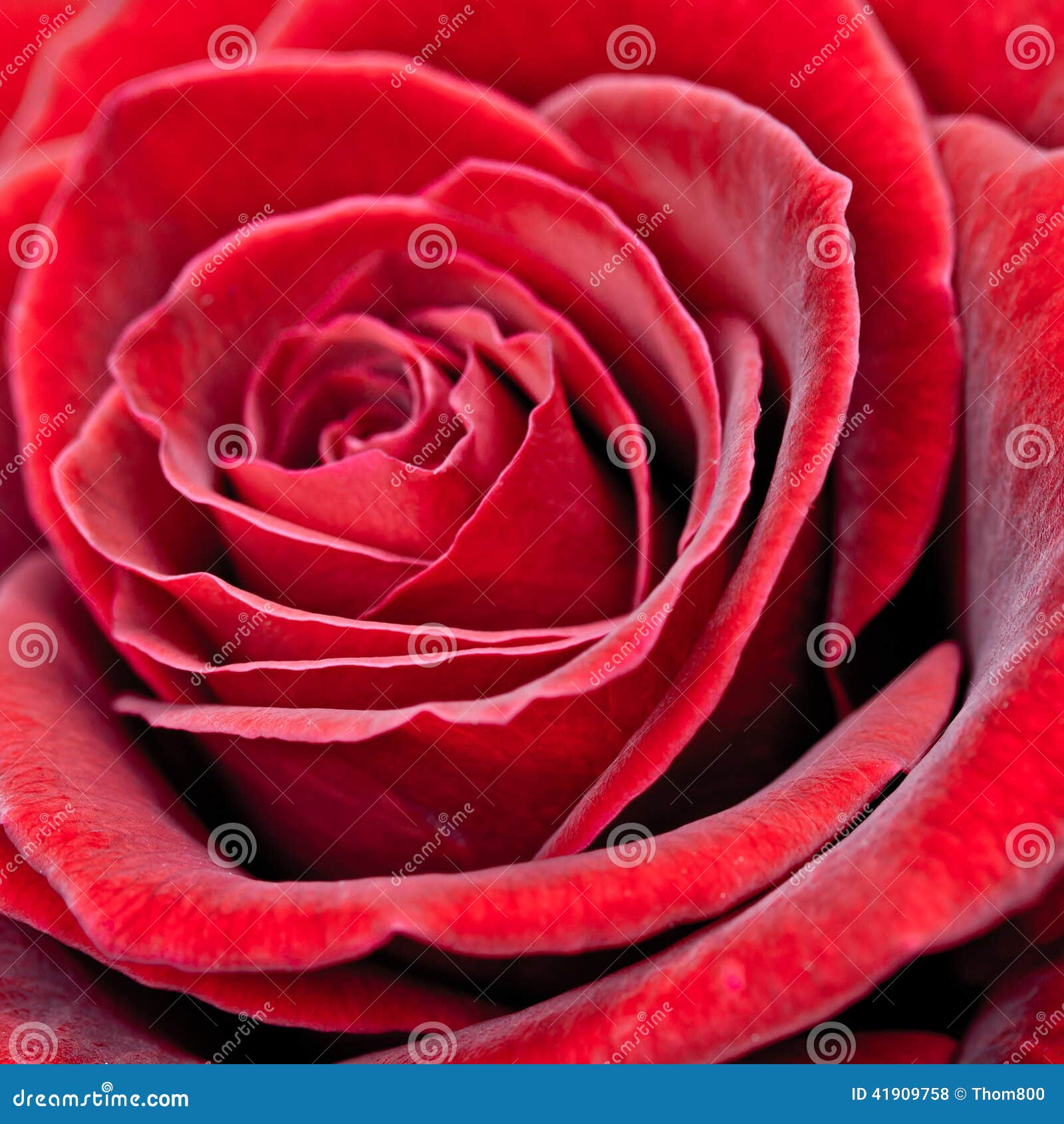 Red rose stock photo. Image of isolated, plant, macro - 41909758