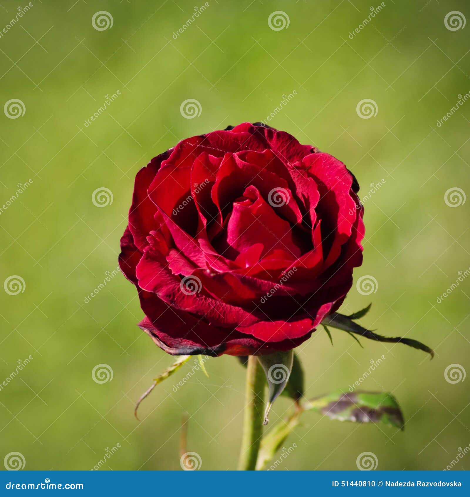 Red Rose stock photo. Image of flower, flora, beautiful - 51440810