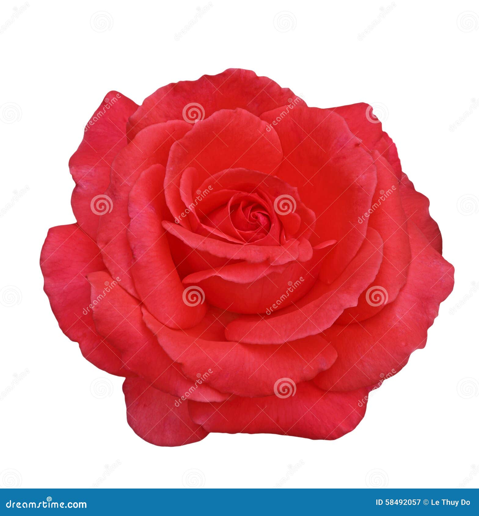 Red Rose stock image. Image of white, background, single - 58492057