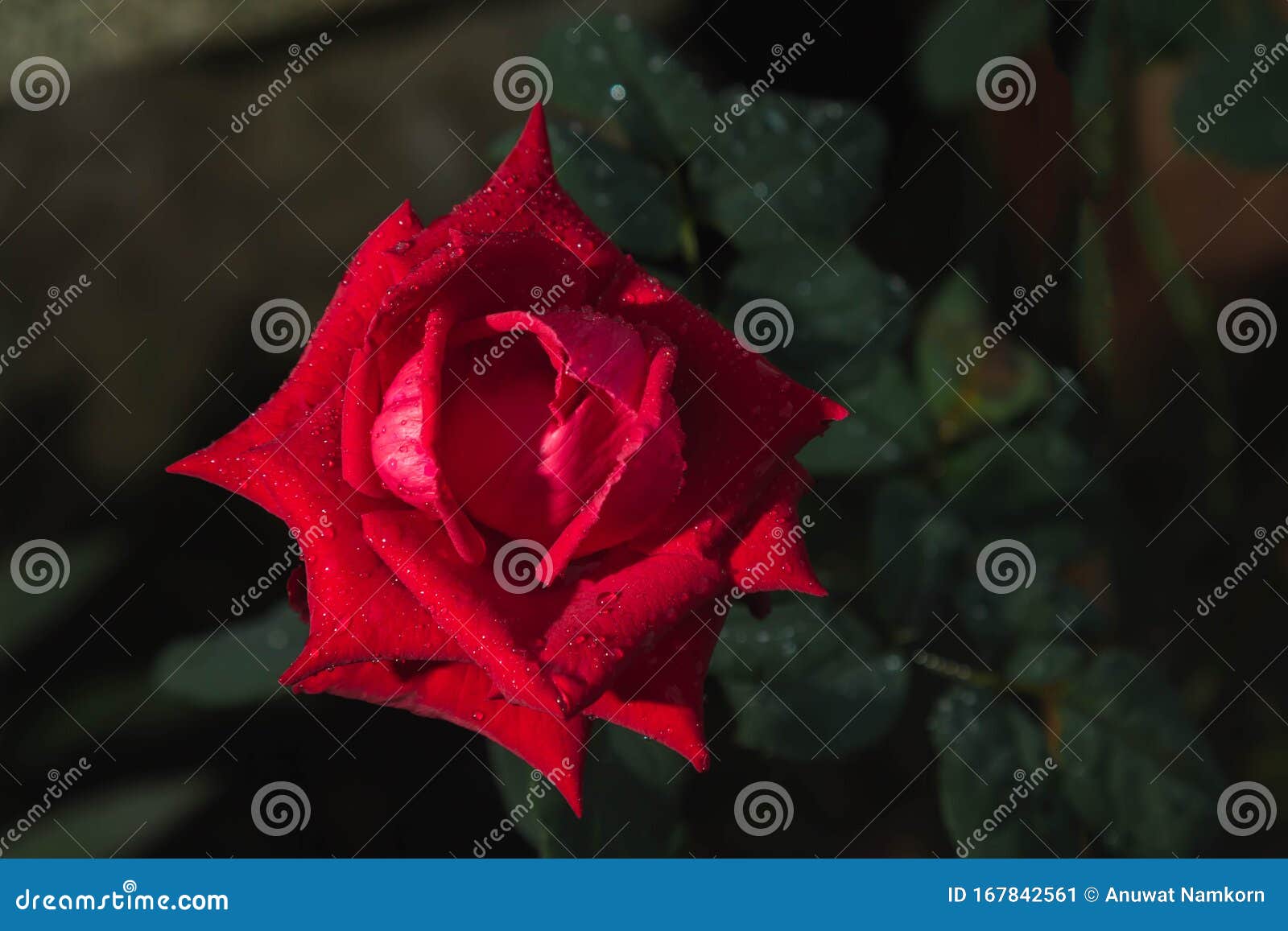 Red Rose- Single Red Rose Growing with Greenery in the Background ...