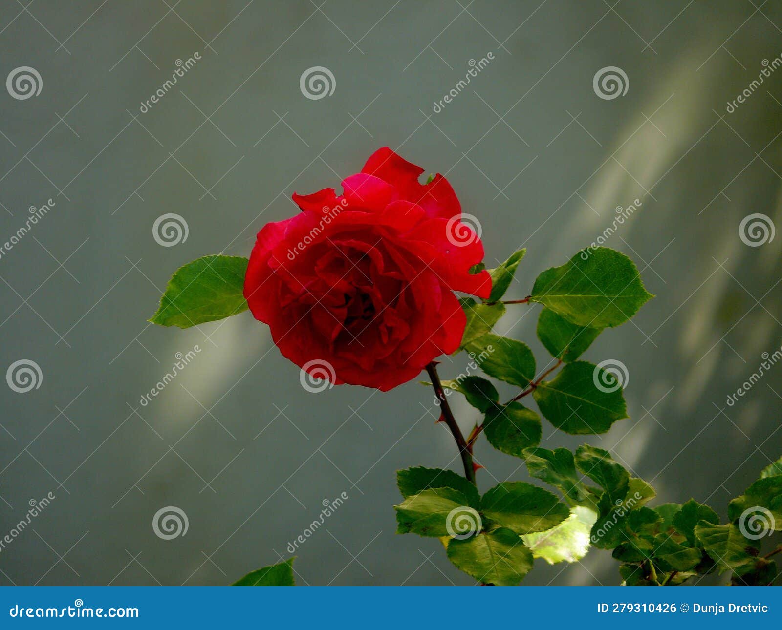 Red rose stock photo. Image of long, love, flower, valentine - 279310426
