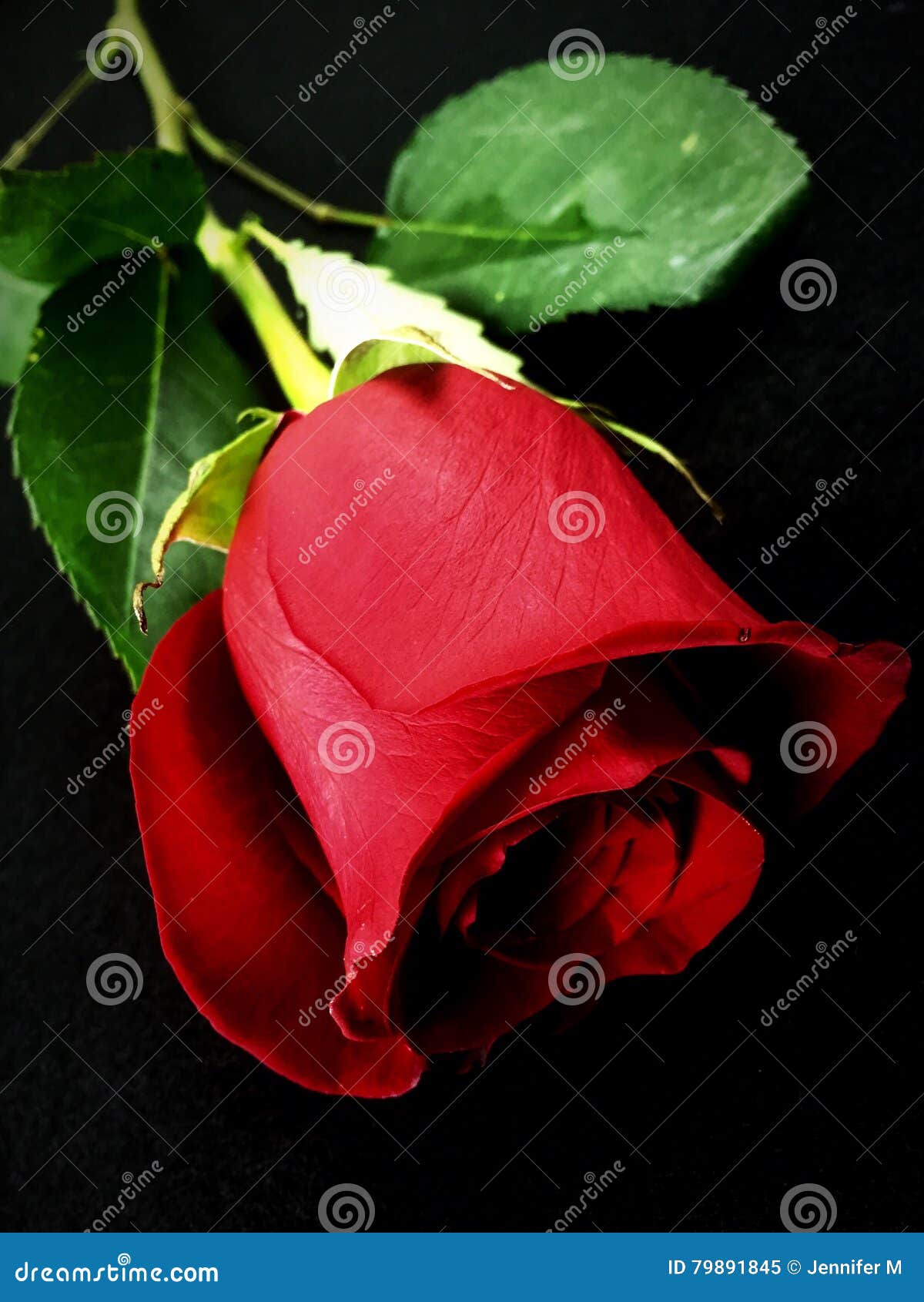 Red rose stock image. Image of long, romantic, green - 79891845
