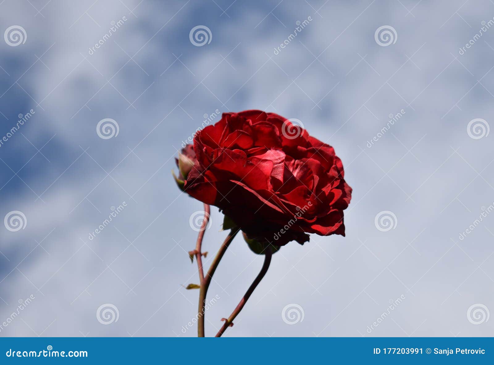 Red Rose, Sky in the Backround Stock Image - Image of sunshine ...