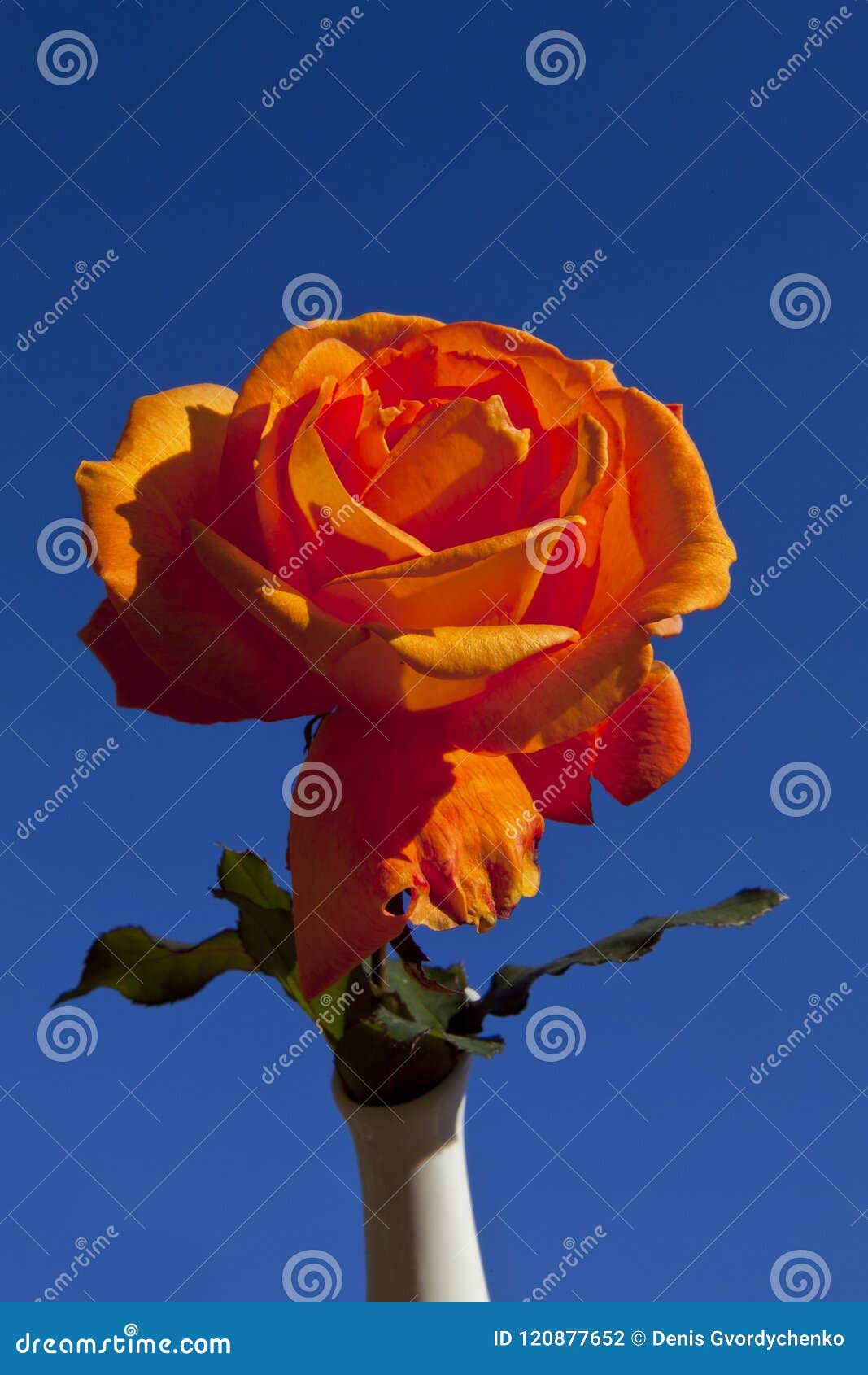 Red Rose on Sky BG stock photo. Image of beautiful, beauty - 120877652