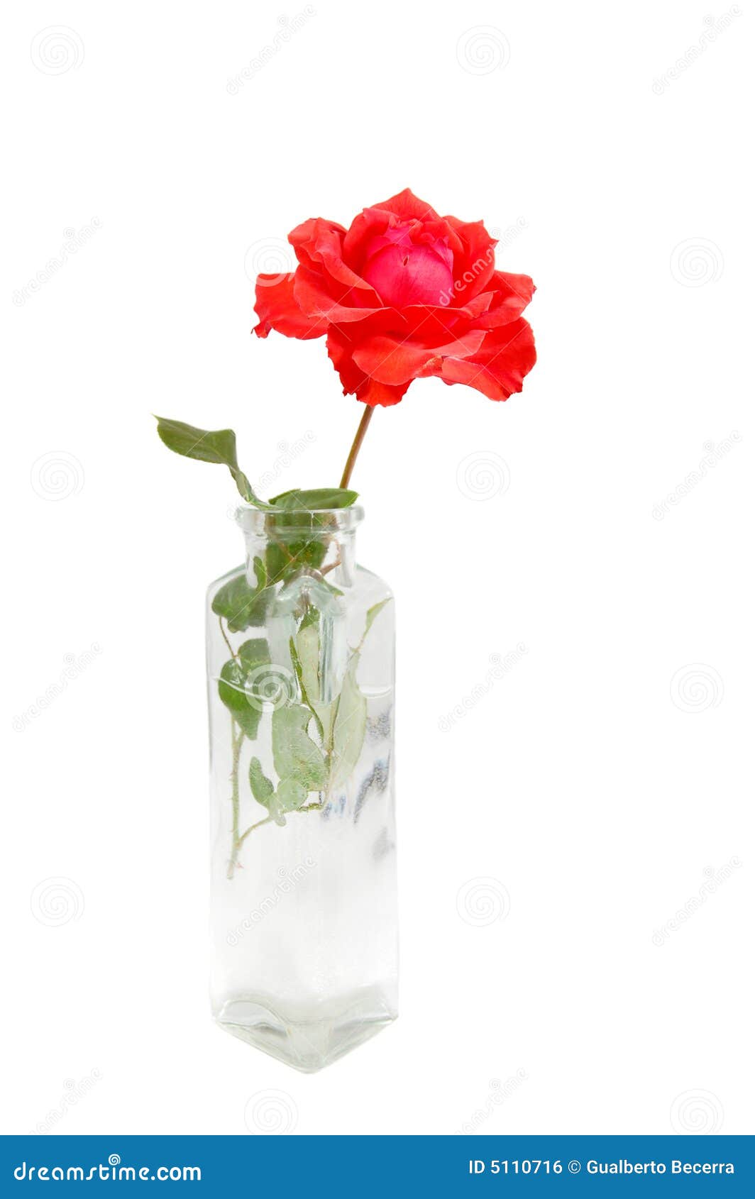 Red rose in a small vase stock photo. Image of decoration - 5110716