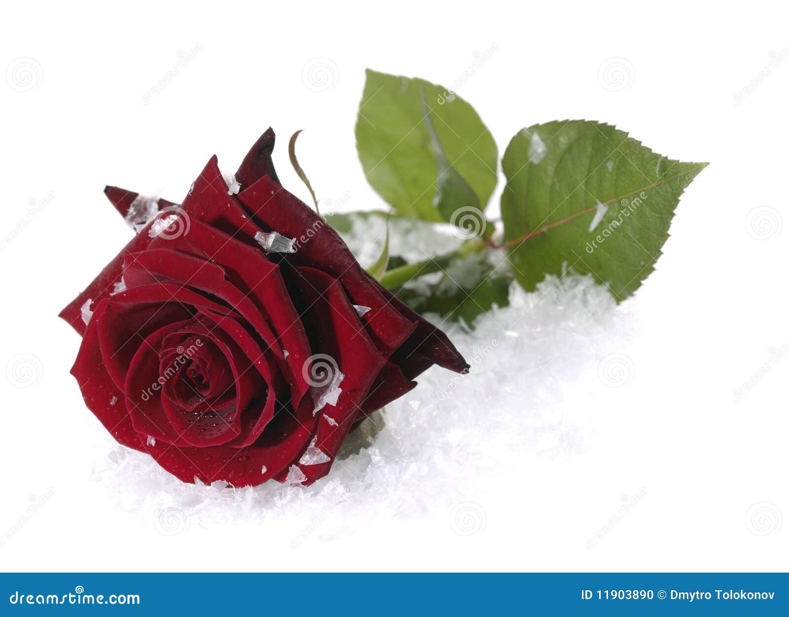 Red rose on the snow stock photo. Image of snow, white - 11903890