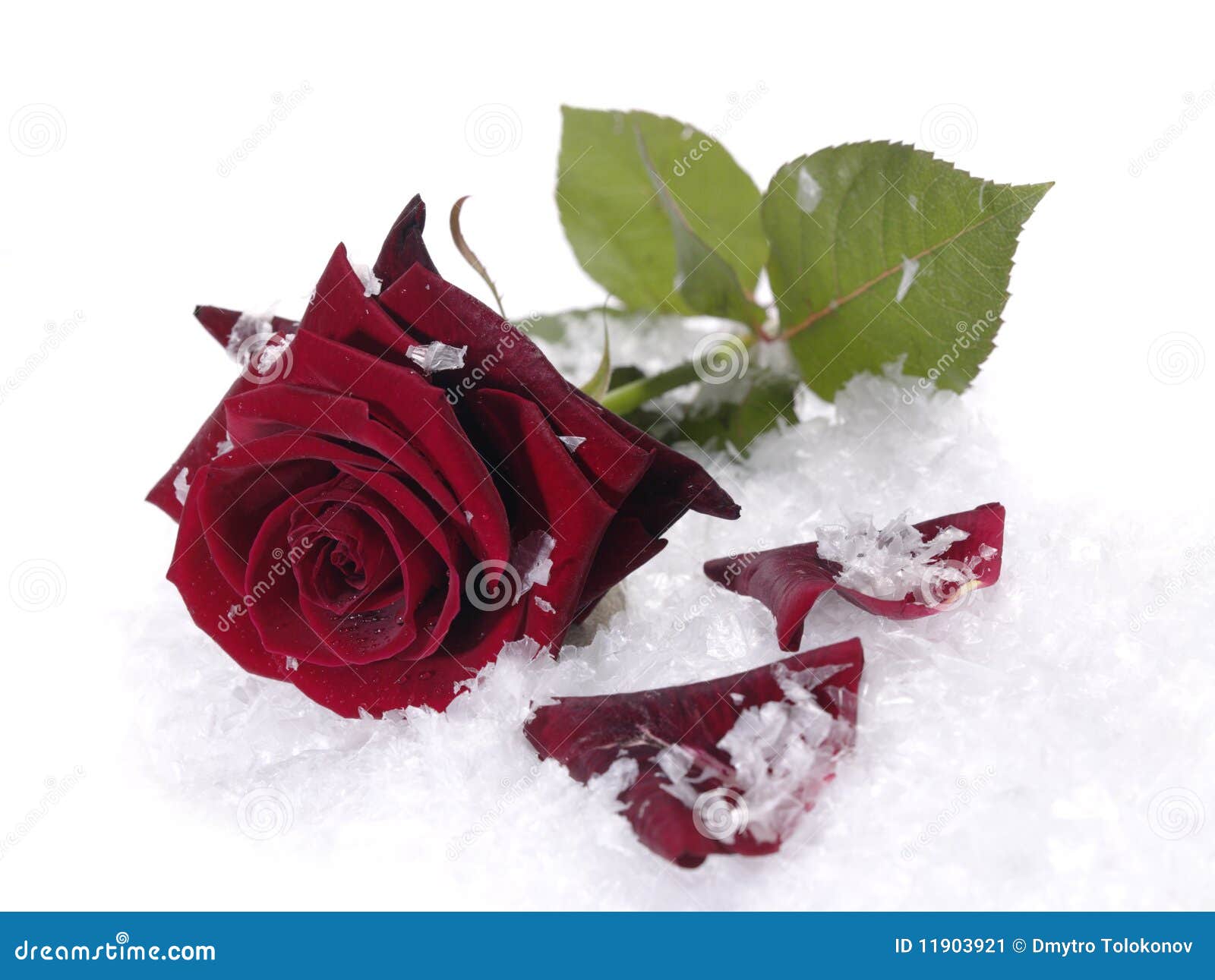 Red rose on the snow stock image. Image of drop, white - 11903921