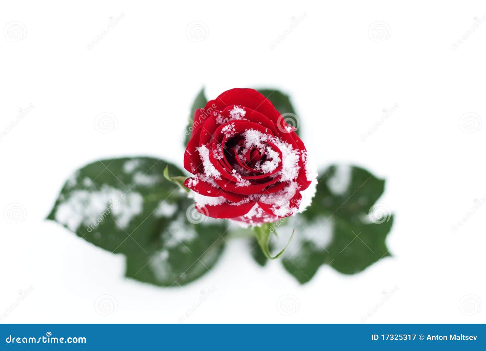Red Rose in snow stock image. Image of flora, warming - 17325317