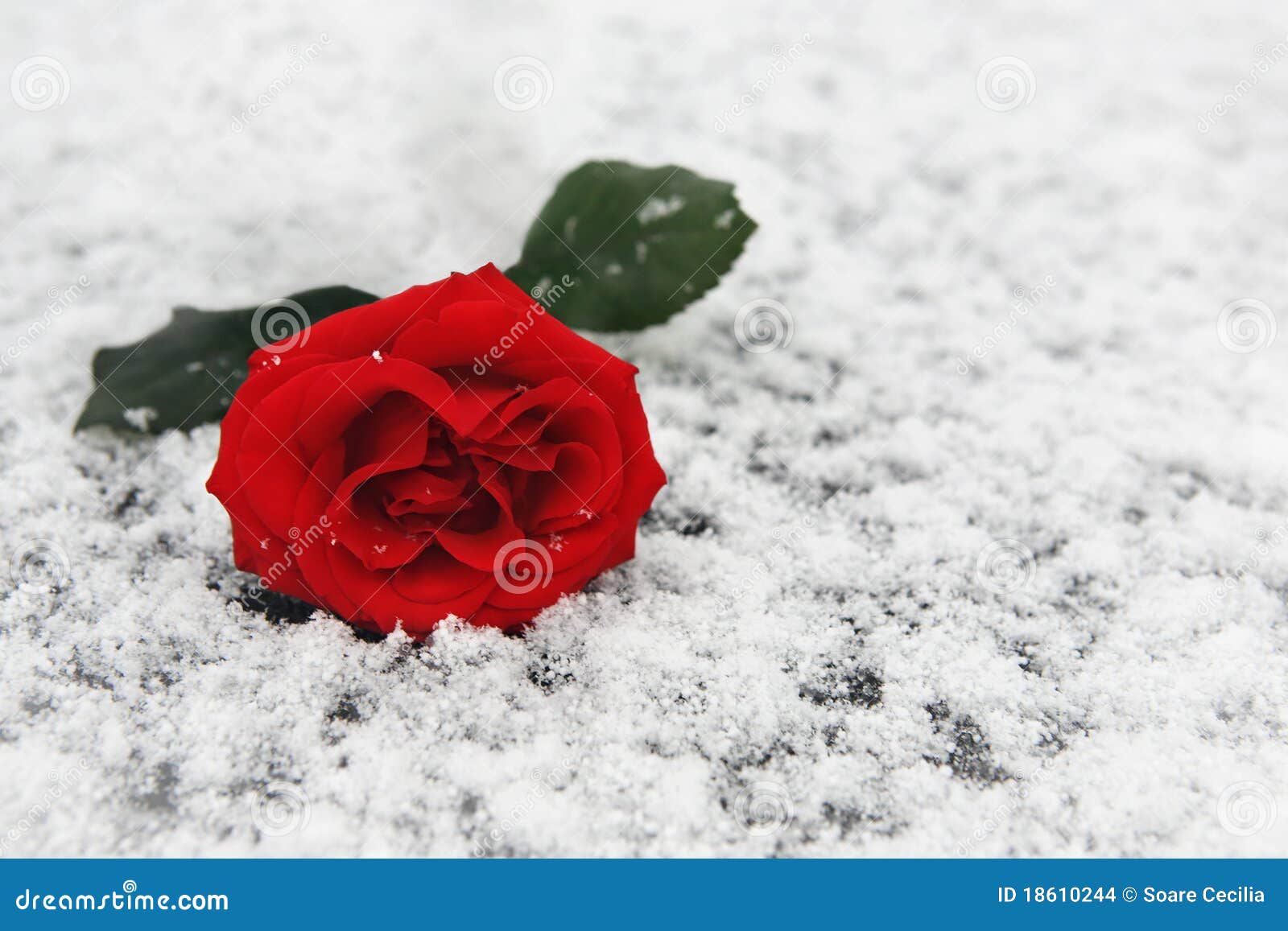 Red rose in the snow stock photo. Image of christmas - 18610244