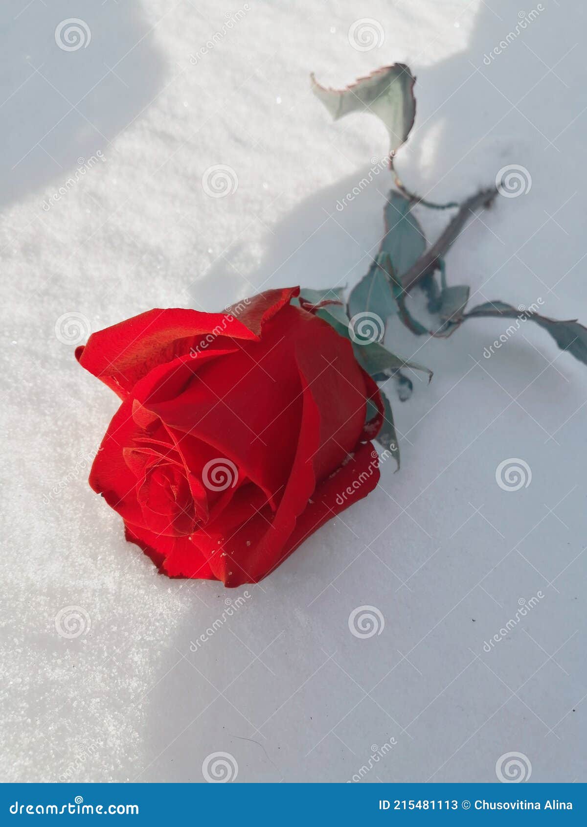A red rose in the snow.. stock image. Image of winter - 215481113