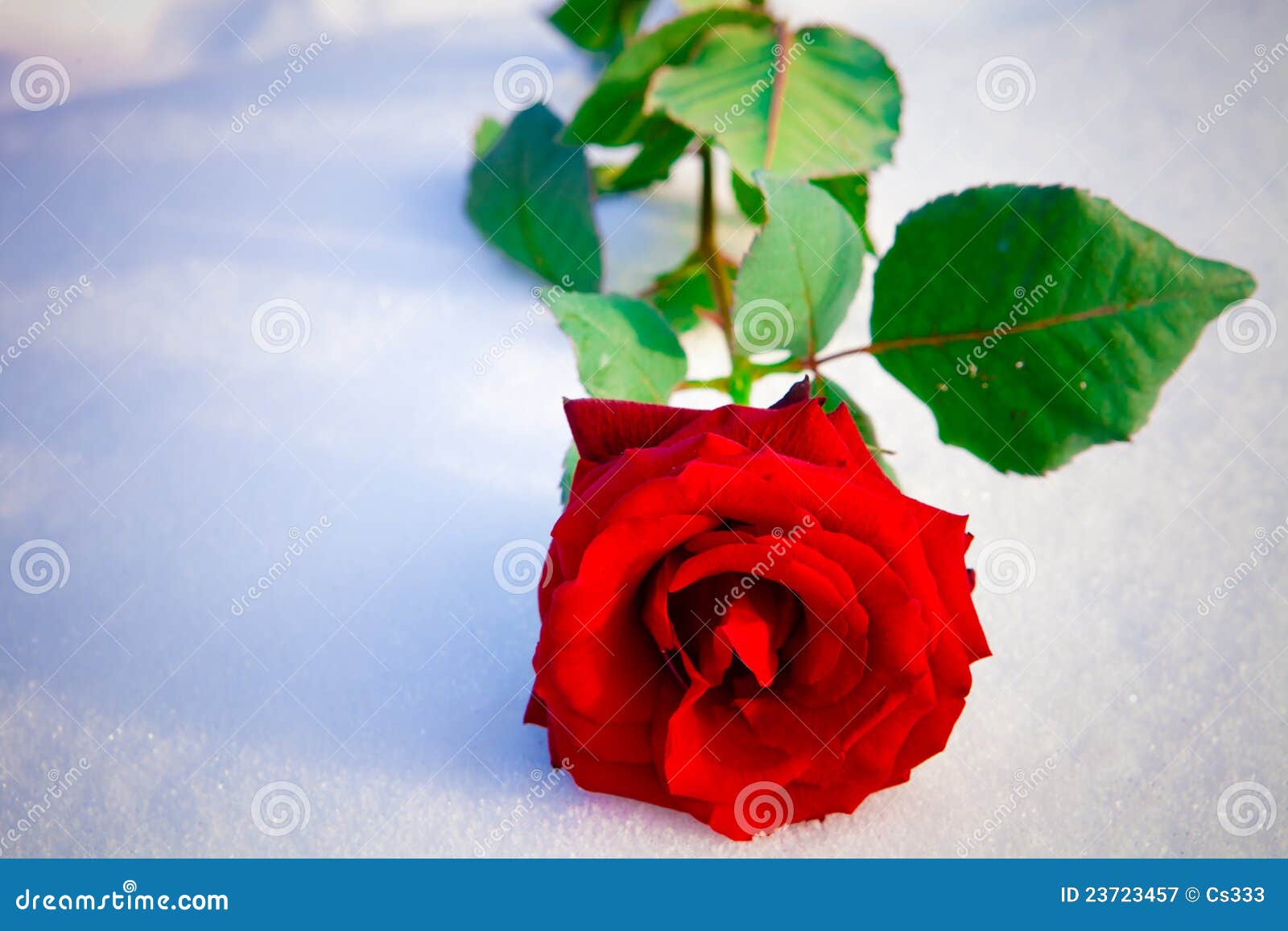 Red rose on snow. stock image. Image of roses, rose, scarlet - 23723457