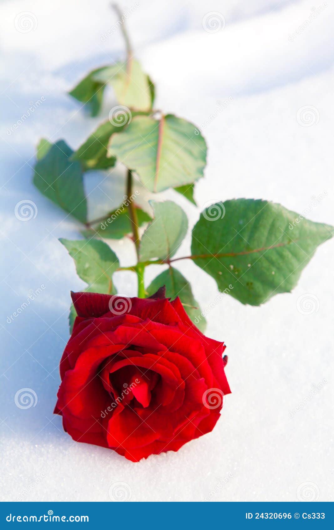 Red rose on snow. stock photo. Image of scarlet, snowdrift - 24320696