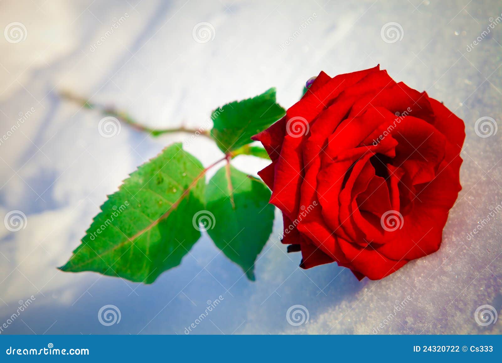 Red rose on snow. stock photo. Image of roses, snow, petal - 24320722