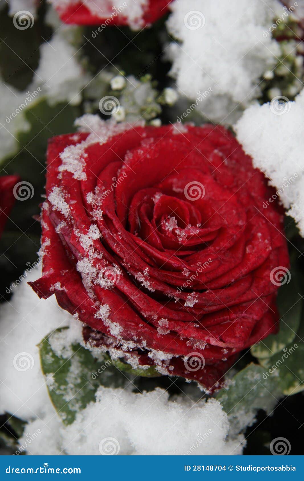 Red rose in the snow stock photo. Image of snowflakes - 28148704
