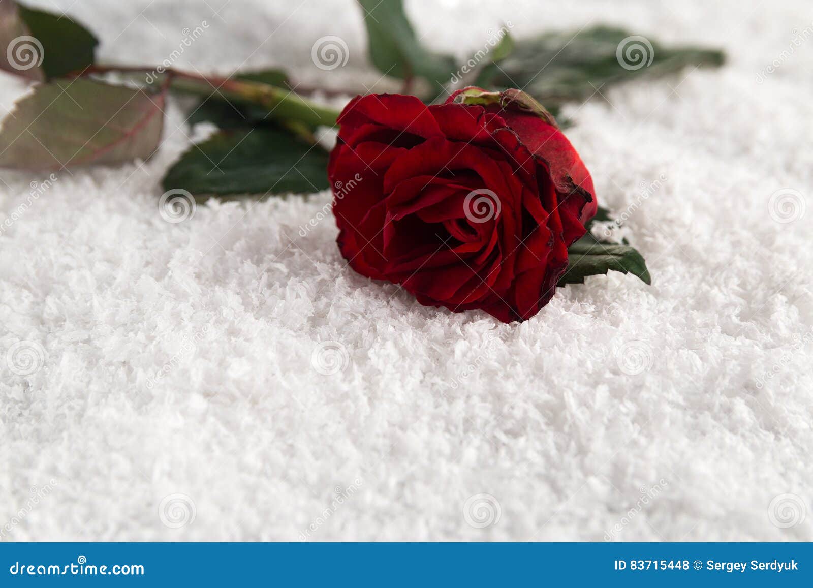 Red rose in the snow stock photo. Image of bloom, winter - 83715448