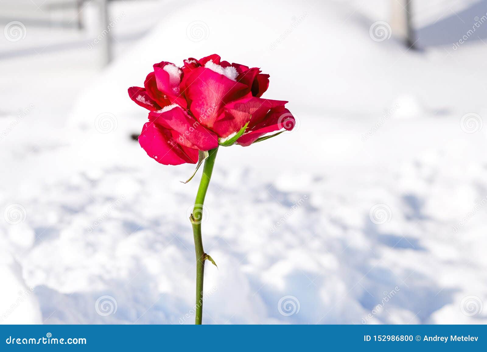 Red Rose on Snow Background Outdoors Stock Photo - Image of beautiful ...