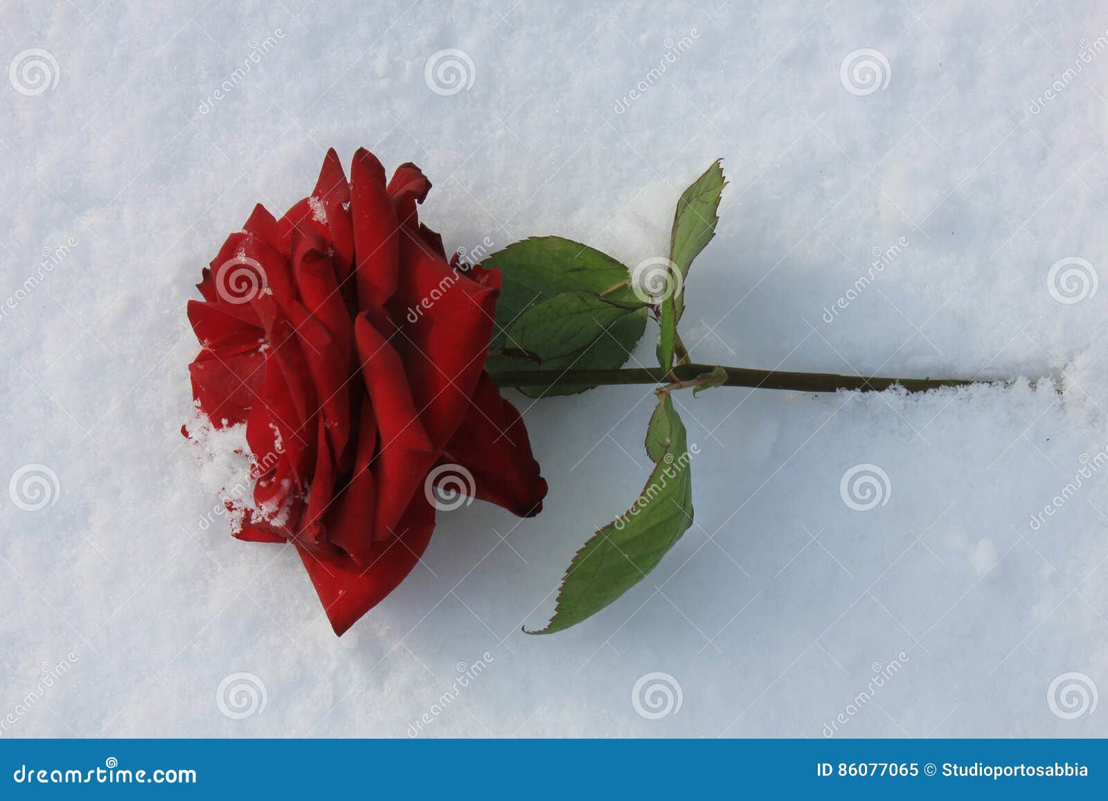 Red rose in the snow stock image. Image of blooming, rose - 86077065
