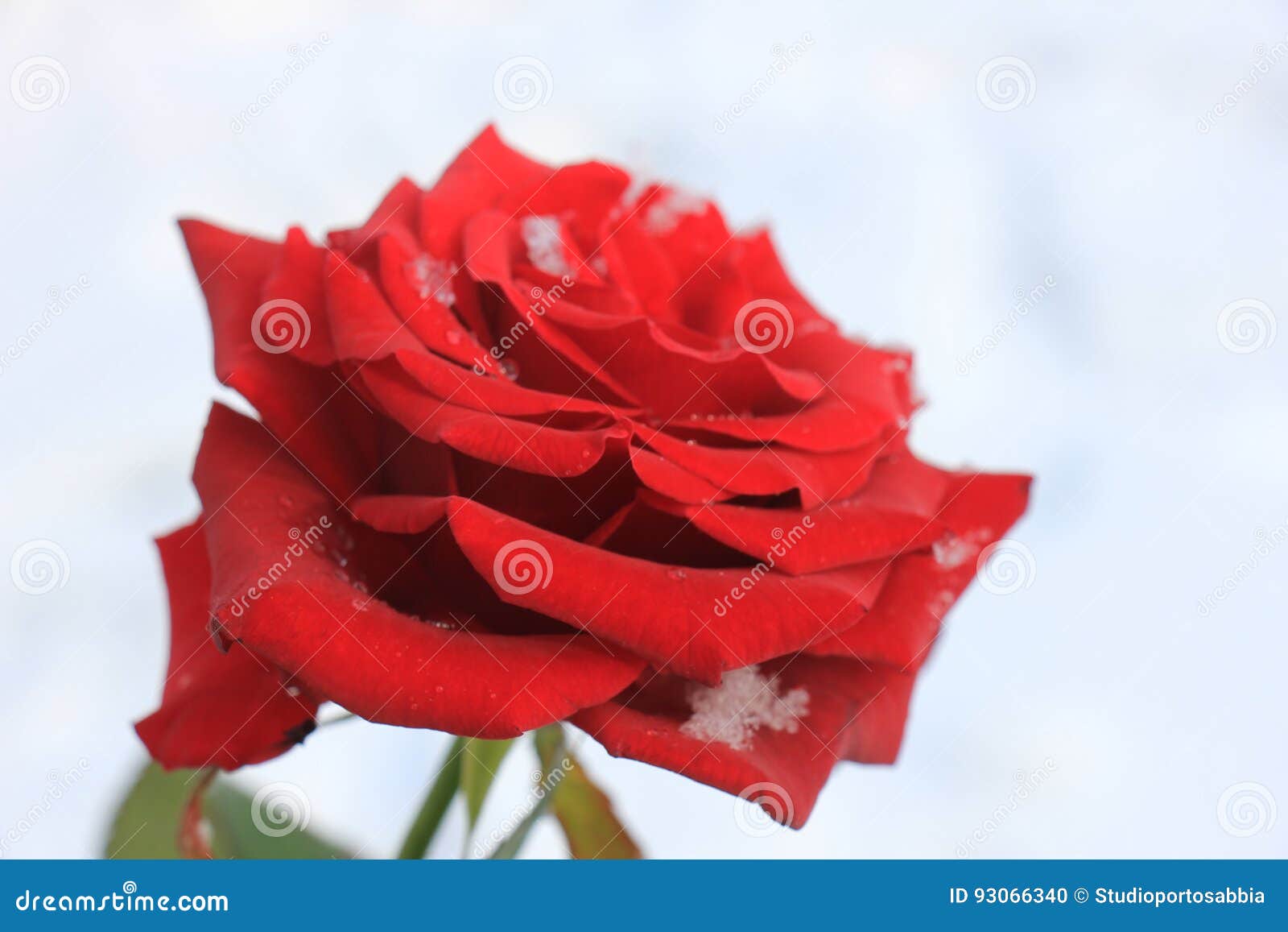 Red rose in the snow stock photo. Image of flora, white - 93066340