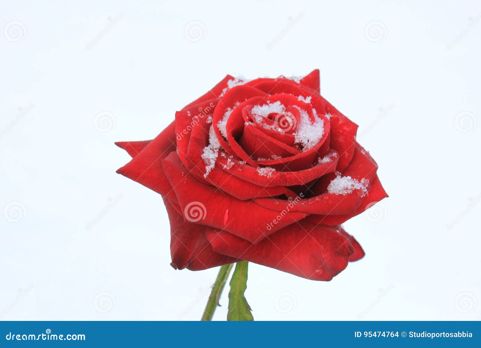 Red rose in the snow stock photo. Image of love, frost - 95474764