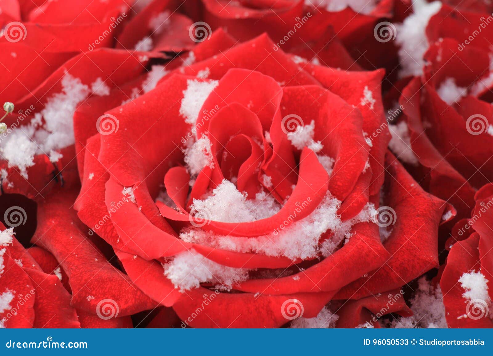 Red rose in the snow stock image. Image of concept, rose - 96050533