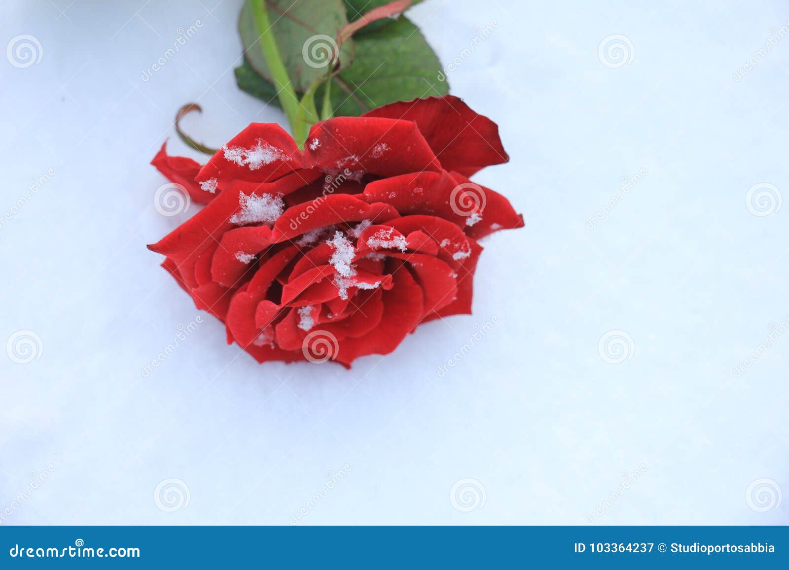 Red rose in the snow stock image. Image of nature, frozen - 103364237