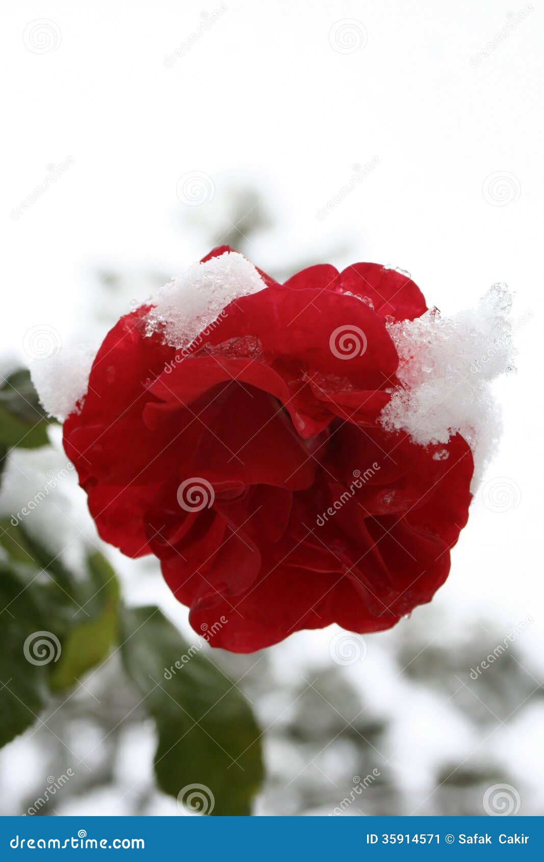 Red Rose on Snow stock image. Image of december, cold - 35914571