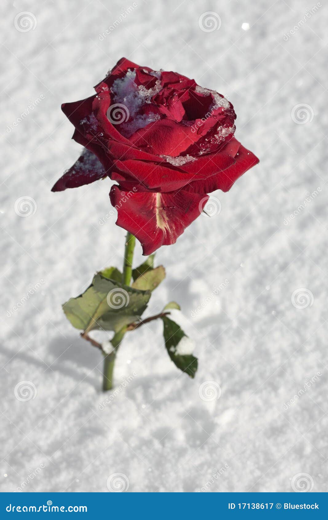 Red rose on snow ground stock image. Image of romance - 17138617
