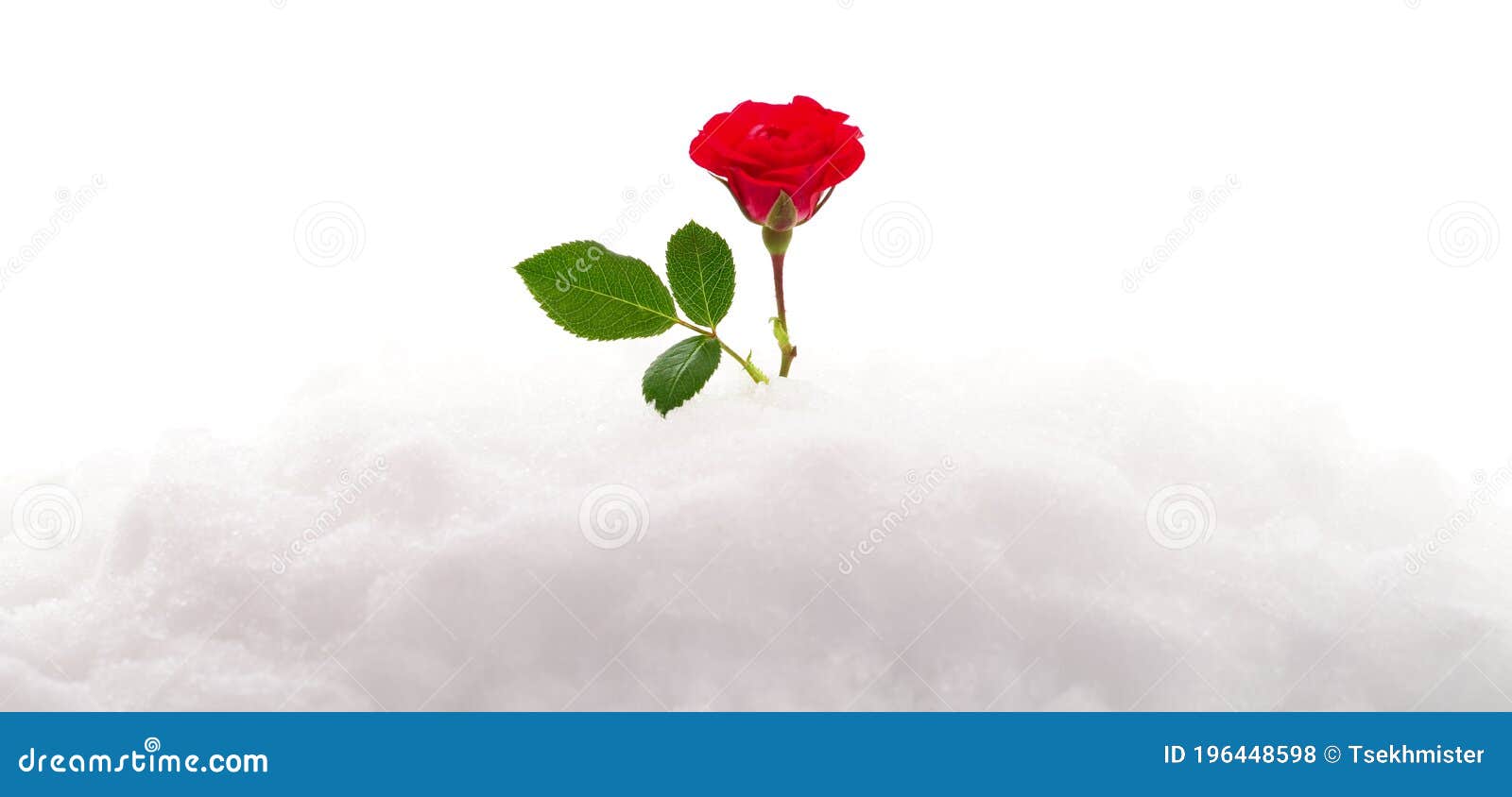 Red rose on snow stock photo. Image of cold, bloom, beauty - 196448598