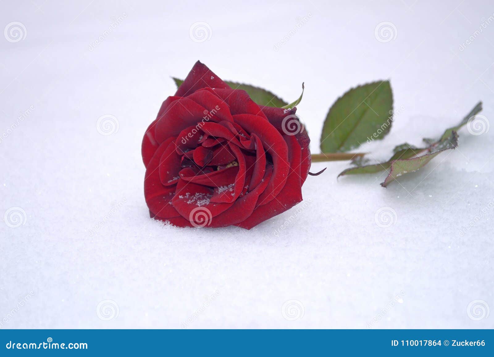 Red rose on snow stock photo. Image of beauty, memory - 110017864
