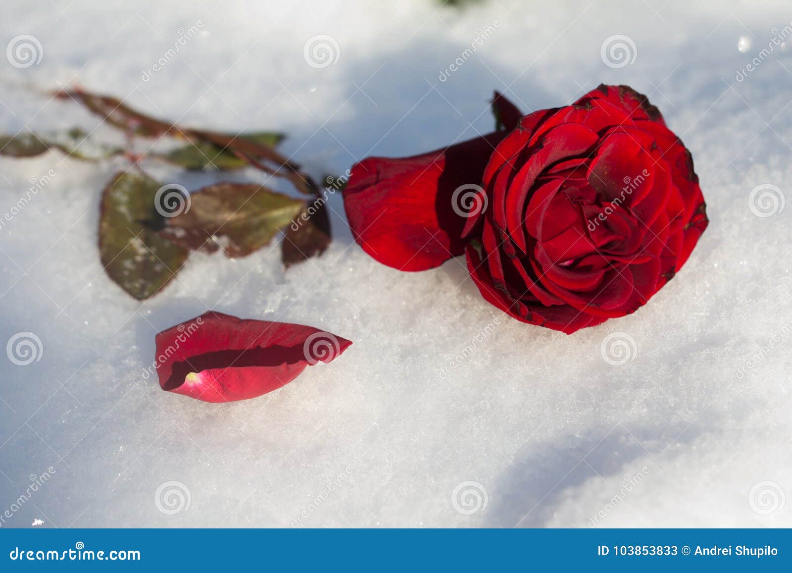 Red Rose in the snow stock image. Image of single, lonely - 103853833