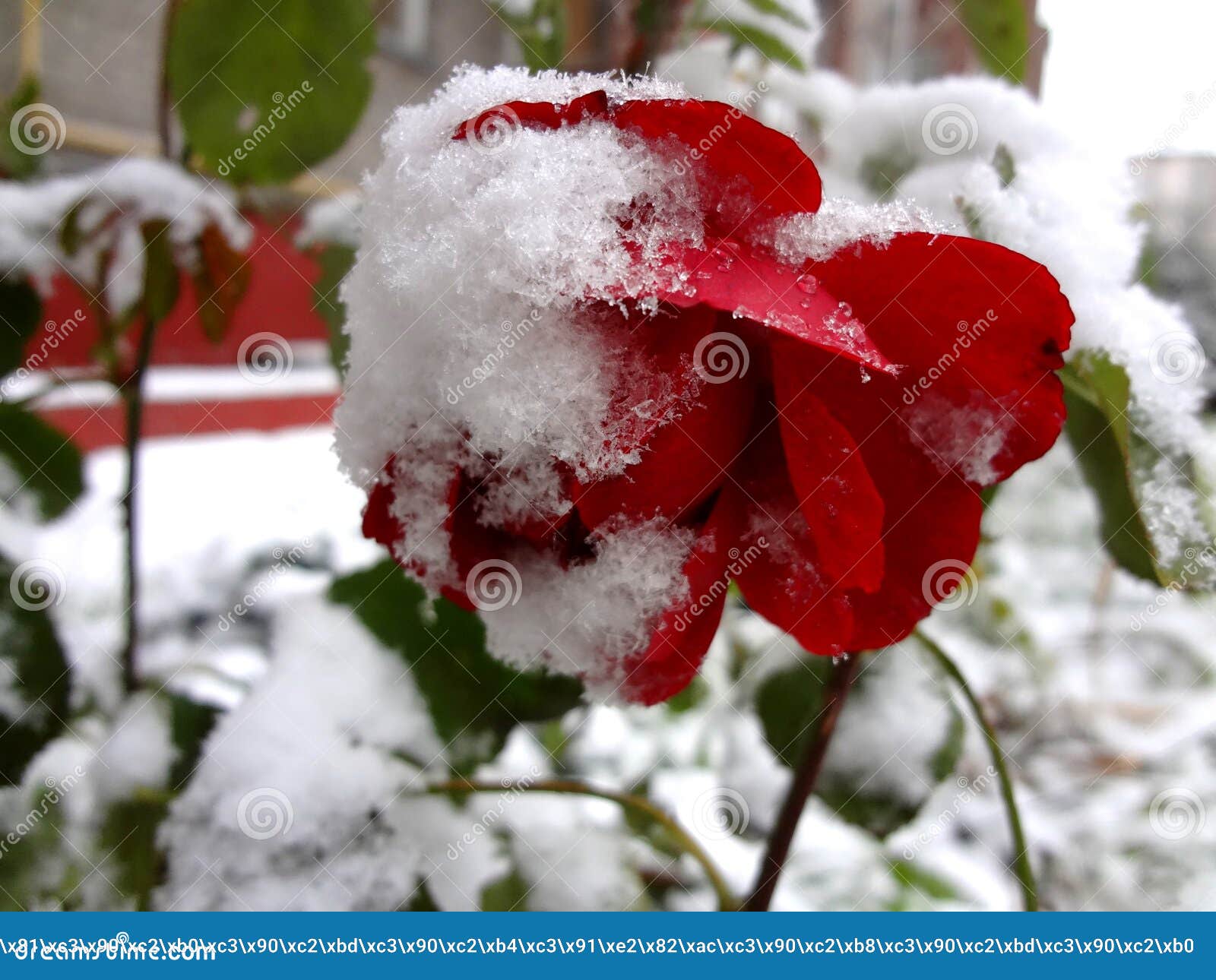 Red rose and snow stock image. Image of autumn, garden - 102692913