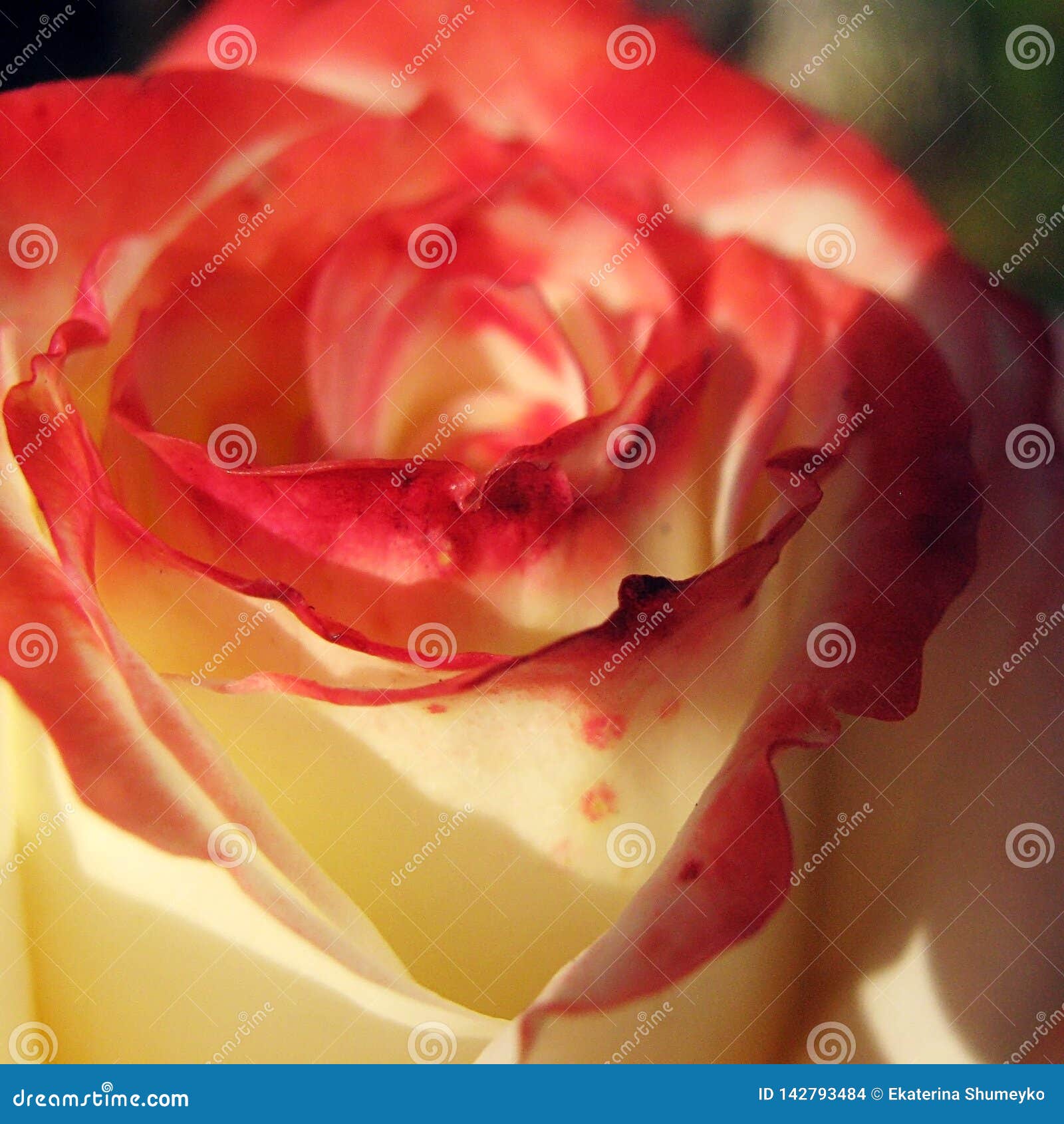 Red rose with soft shadows stock photo. Image of rose - 142793484