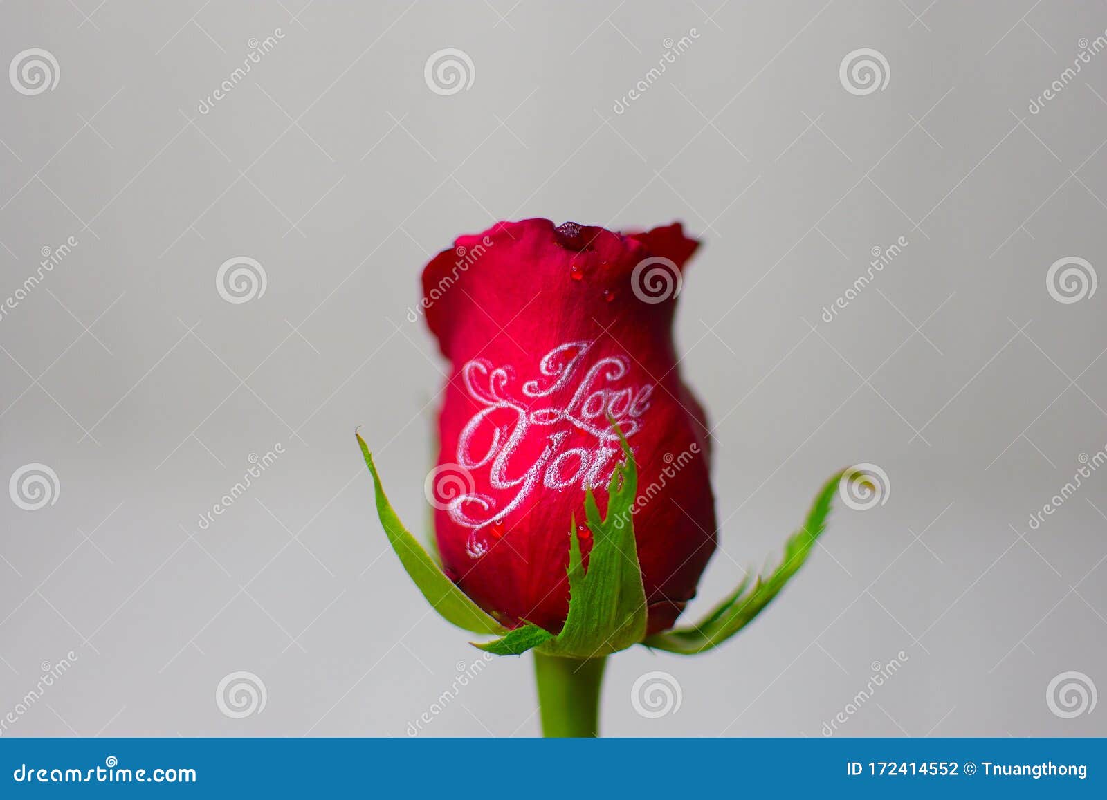 A Red Rose for Someone You Love Stock Photo - Image of romance, 14th ...