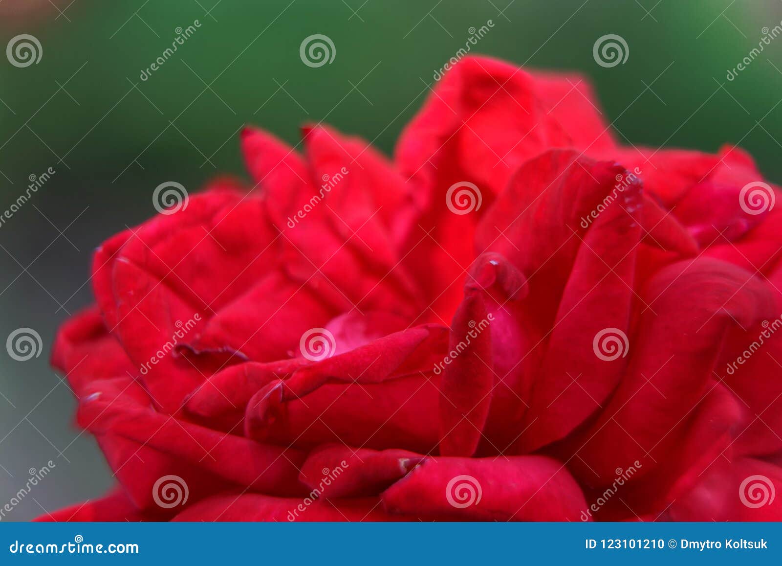 Red Rose Spring Flowers on Tree Branch in Sunny Day, Good for Postcard ...