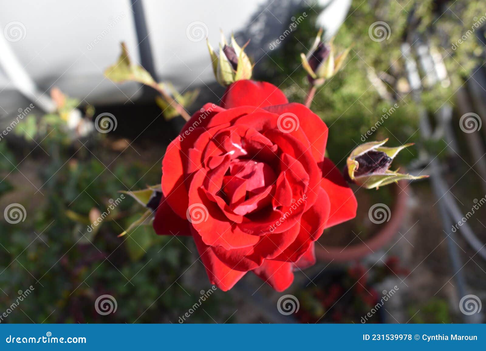 Red rose spring wallpaper stock photo. Image of yellow - 231539978