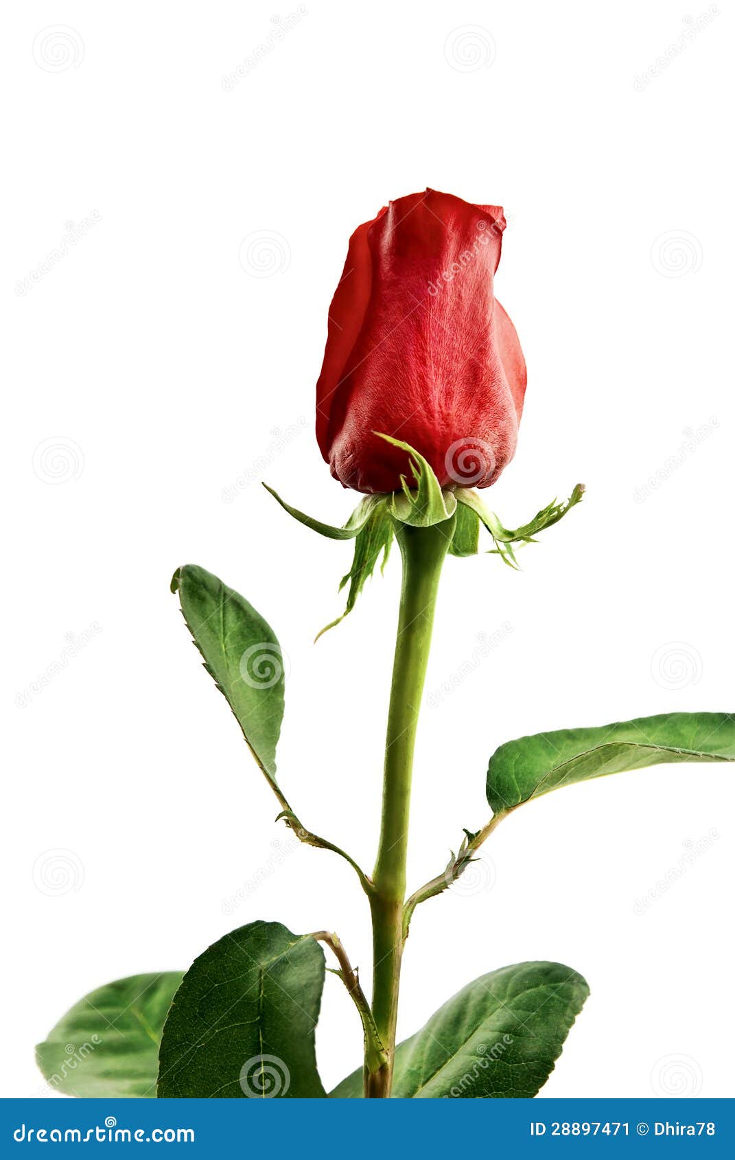 Red rose standing. stock image. Image of date, heart - 28897471