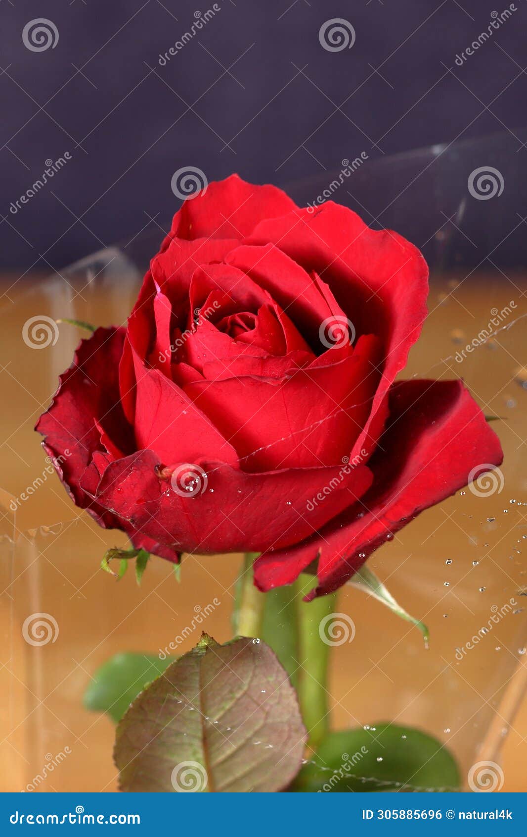 Red Rose Standing on Dark Texture Background Stock Photo - Image of ...
