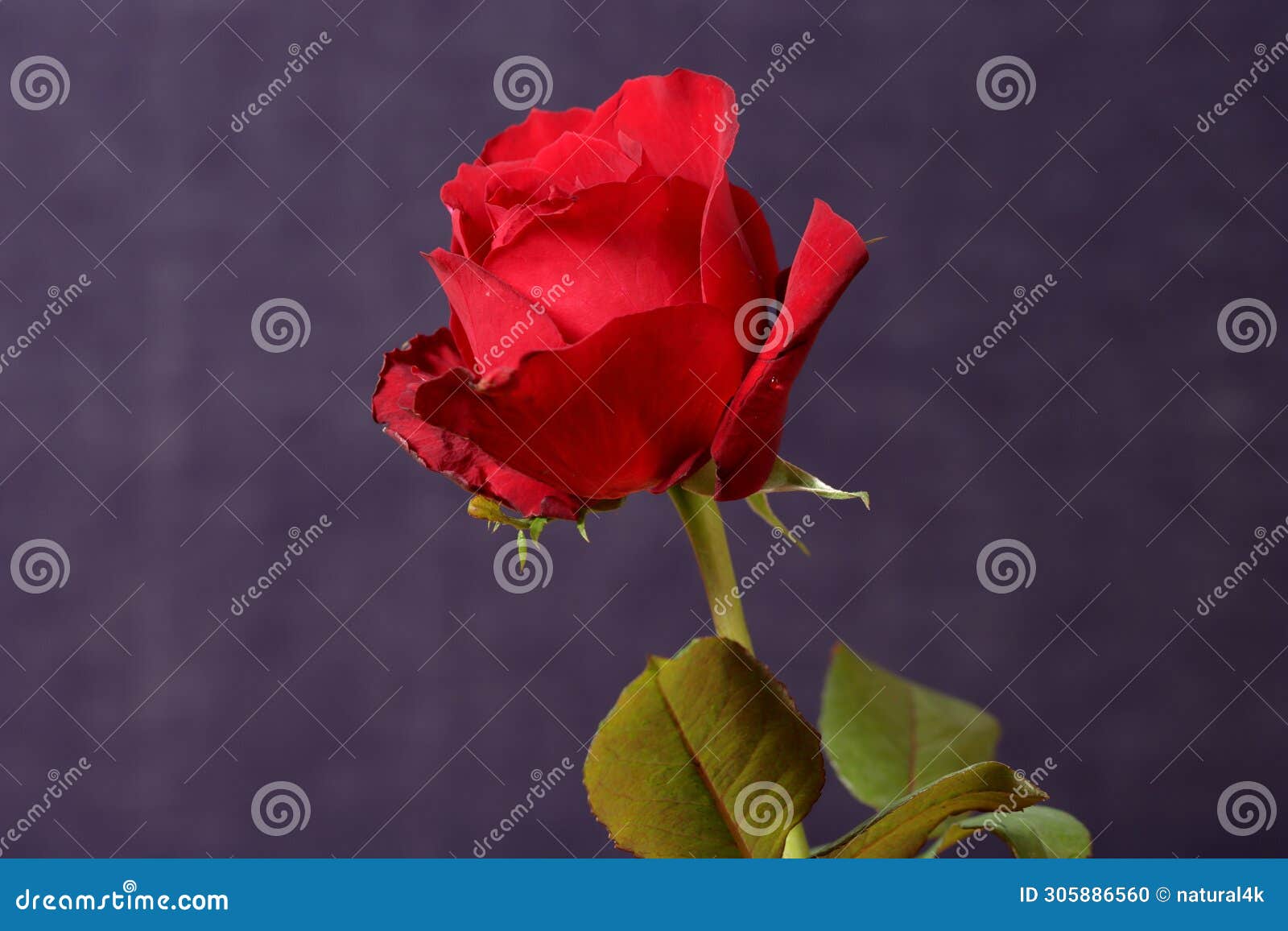 Red Rose Standing on Dark Texture Background Stock Photo - Image of ...